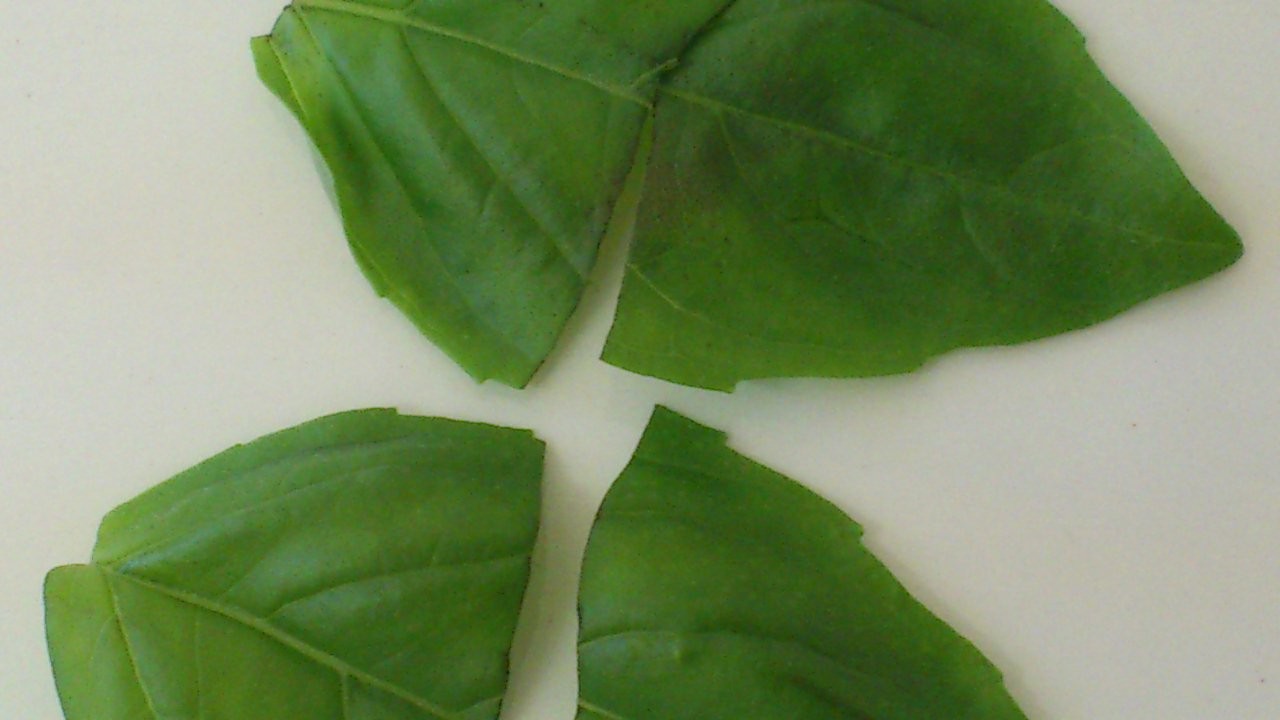 Vineyard Paul: Basil - Tear or Chop