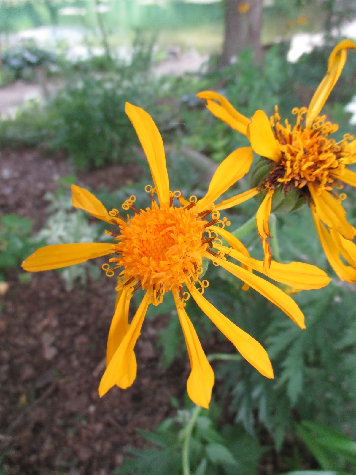 Rotary Botanical Gardens - Hort Blog: Back To Basics