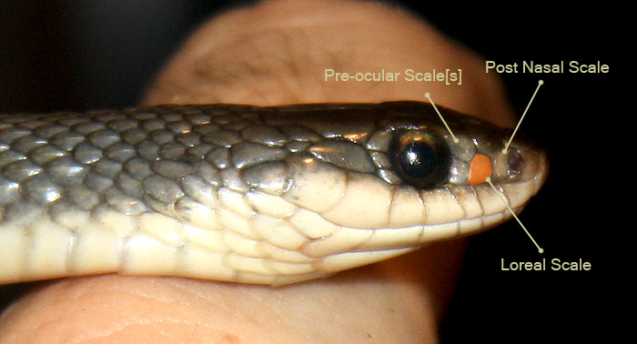 Dangerously Venomous Snake Identification