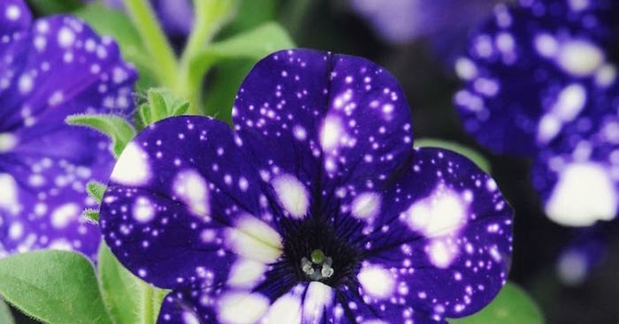 Galaxy Flowers That Rare to See!