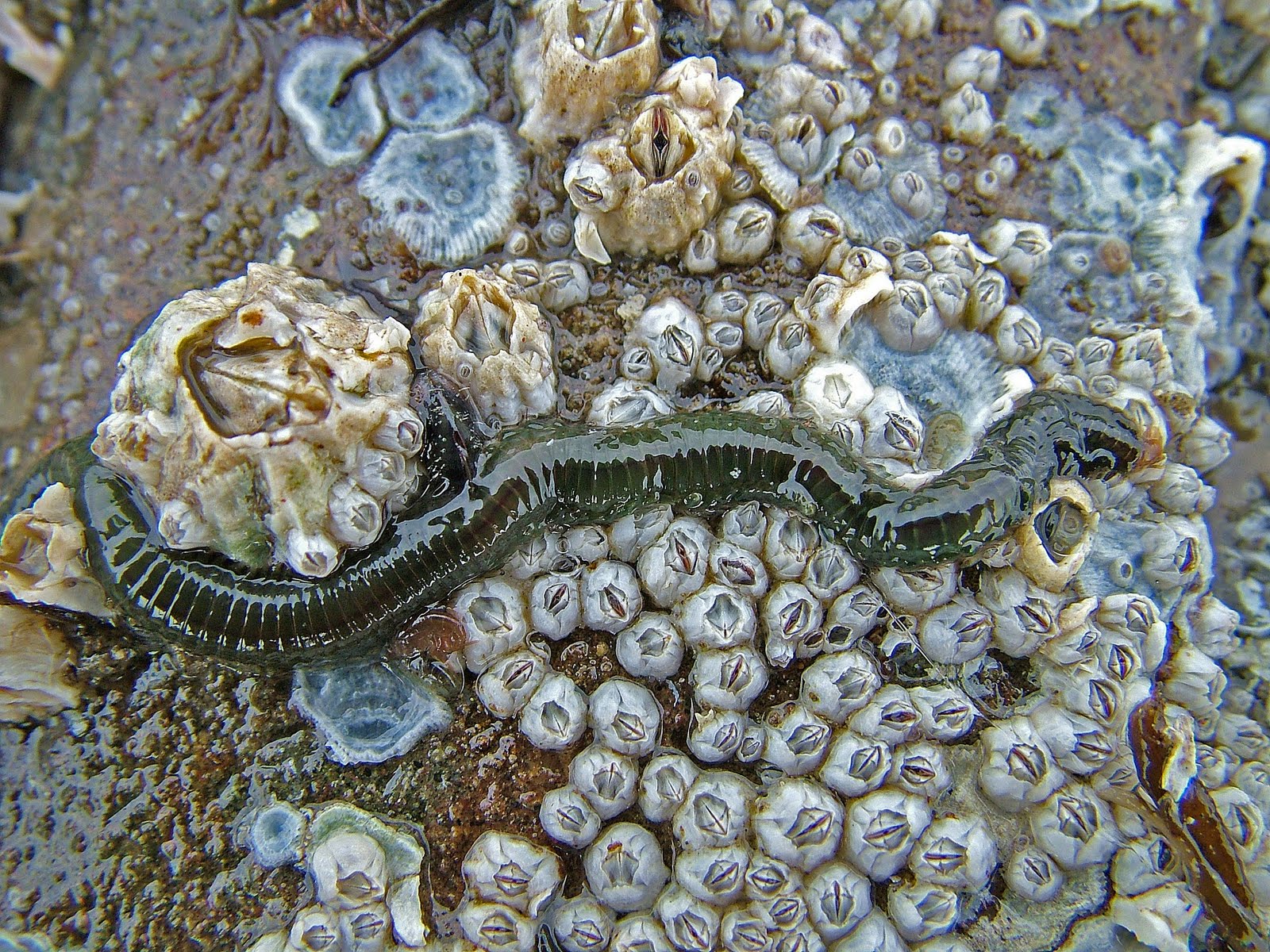 Buzz's Marine Life of Puget Sound: Eggs of the Intertidal