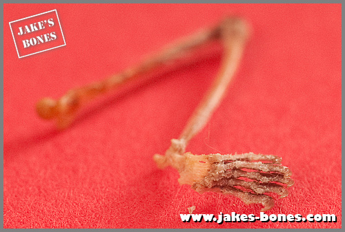 My pipistrelle bat skeleton and my first licence : Jake's Bones
