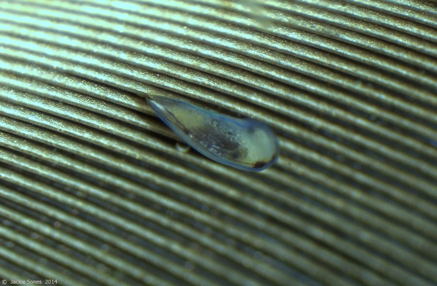 The Natural History of Bodega Head: Pelagic barnacles attached to a...