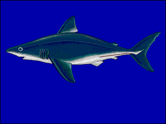 Artes de Pesca: VAMOS A PESCAR CAILON