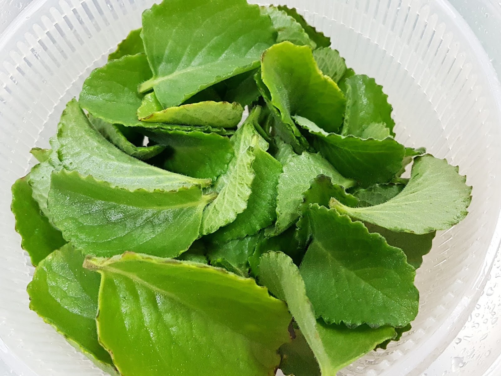 Maryam's Culinary Wonders: 1238. Fresh Zaatar Palestinian Mutabbaq