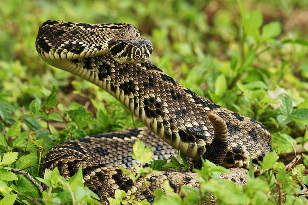 Life is short, but snakes are long: What the State Snakes Should Be: Part I