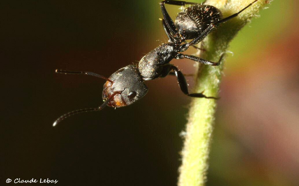 fourmis de Cuba- Hormigas de Cuba- Ants of Cuba: Camponotus gilviventris