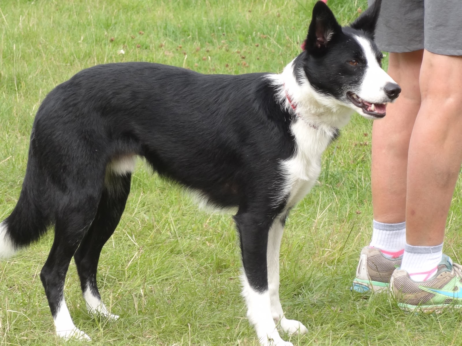 Matron's Dogblog: Border Collies