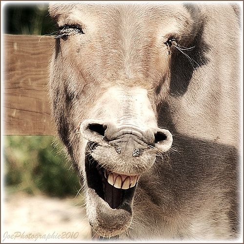 Our Beautiful World: Animal Expressions