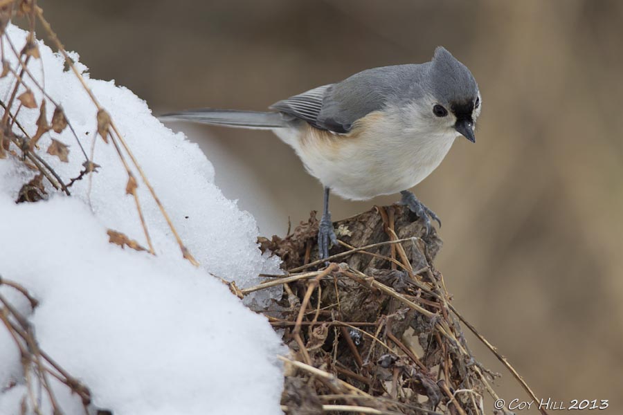 Country Captures: Winter is for the Birds