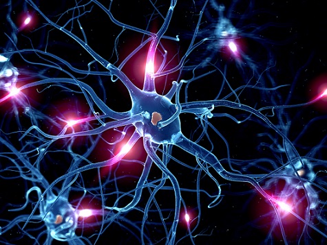 LA INTERNEURONA V2A, EL NUEVO AVANCE CIENTÍFICO