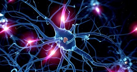 LA INTERNEURONA V2A, EL NUEVO AVANCE CIENTÍFICO