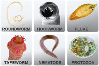 Dr. David Jernigan, Biologix Center: Parasites Could be the Real Reason ...
