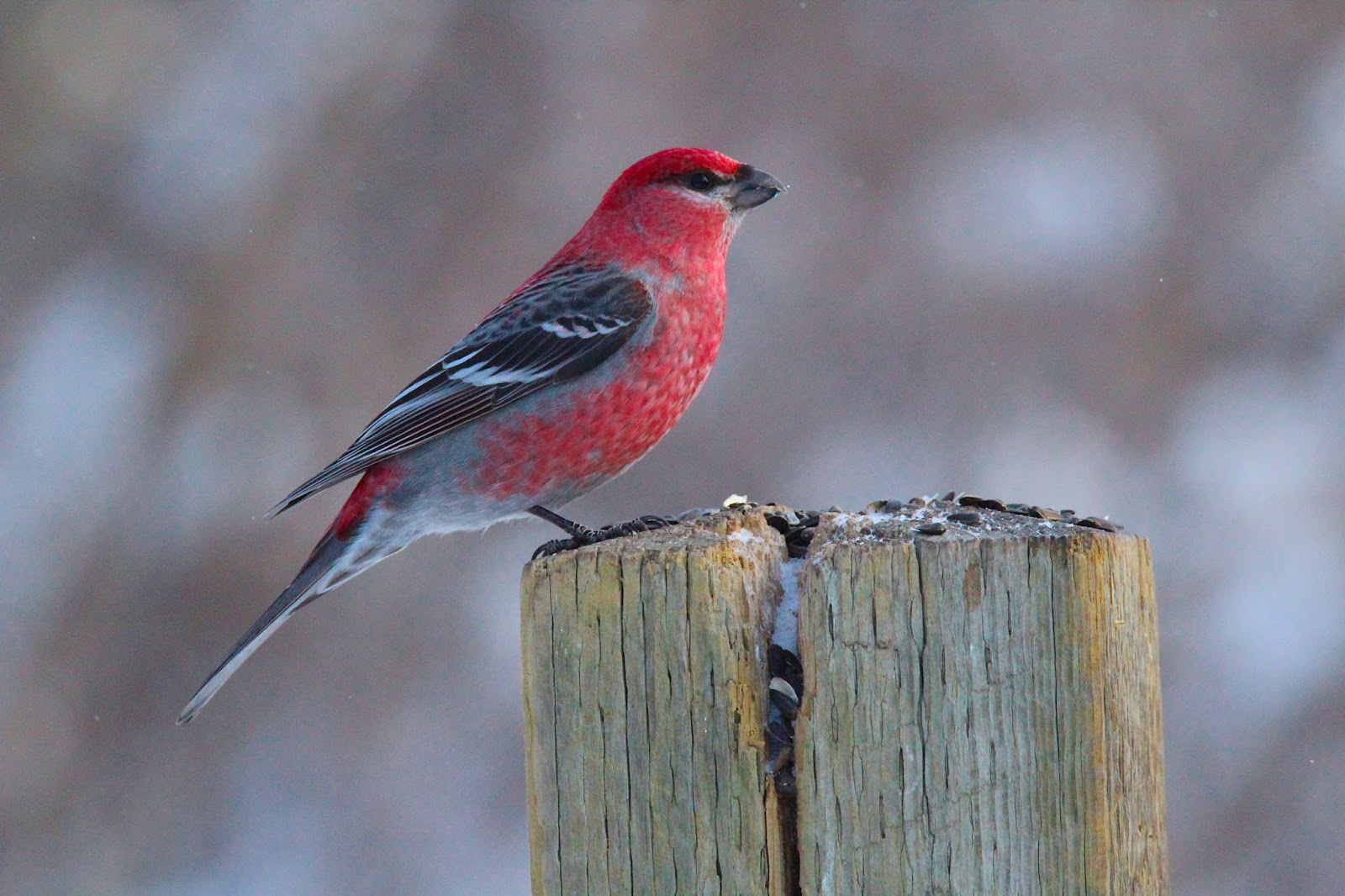 Get Me Outdoors: Weaselhead Flats