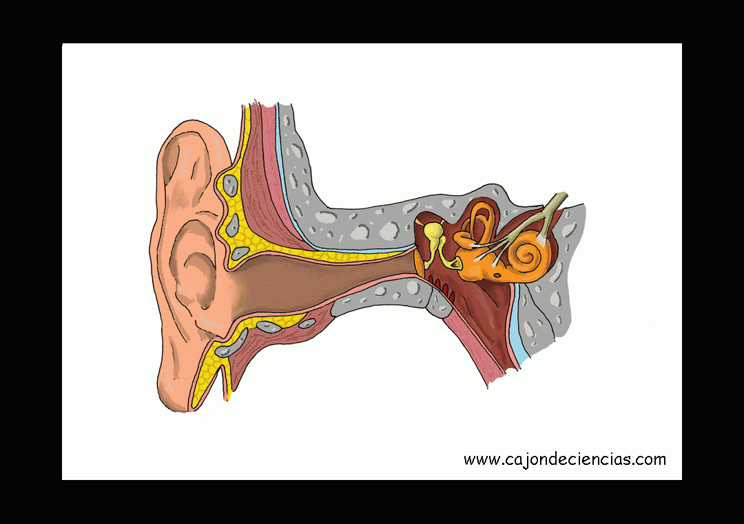 La Audición ~ LA BIOFISICA