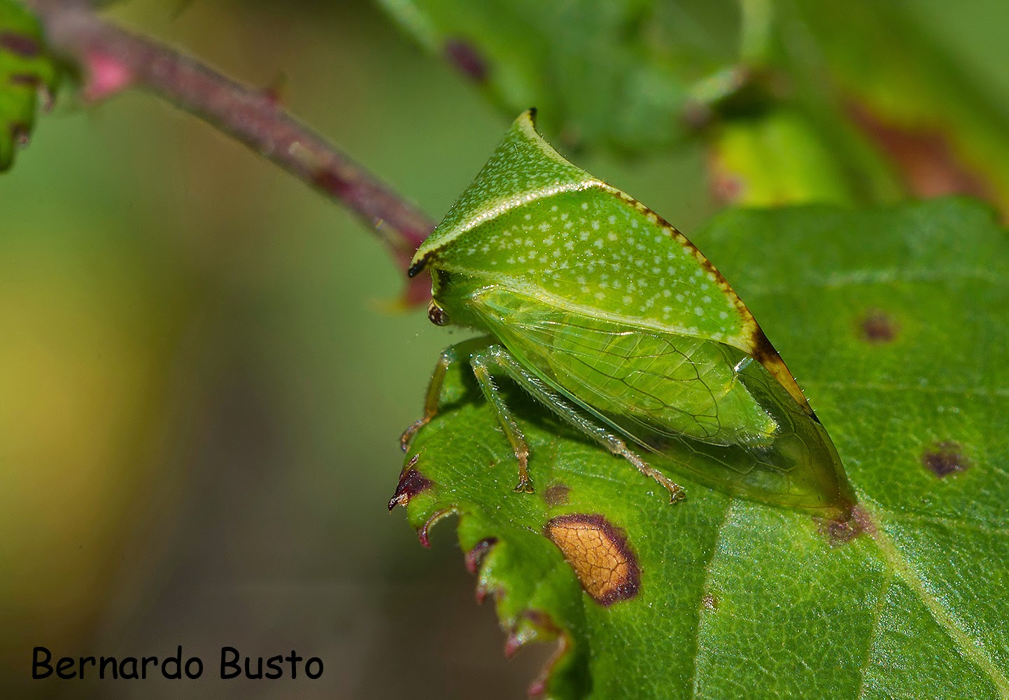 RÍA DE LA VILLA: Un insecto muy particular