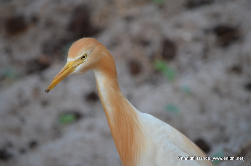 Orange coluored Cattle Egret closeup photo (Breeding Plumage) - eNidhi ...