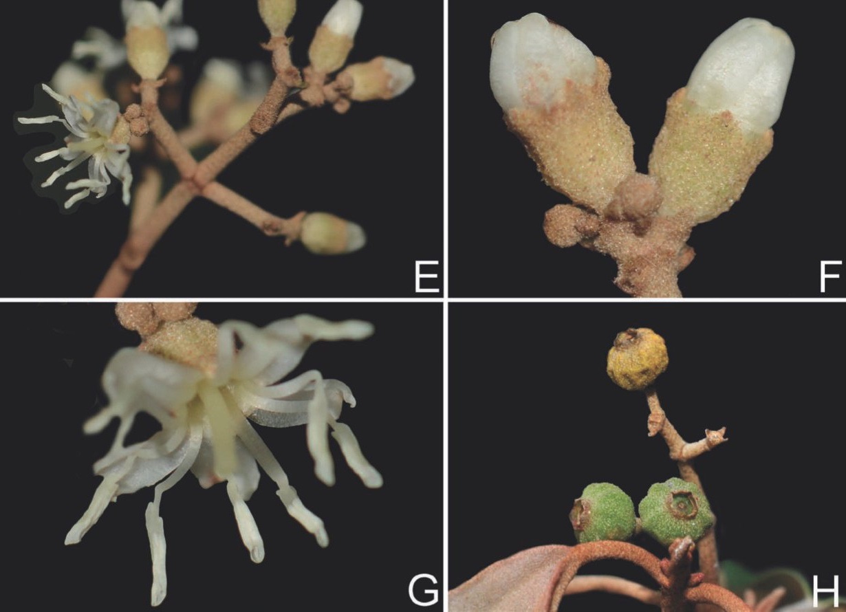 Species New to Science: [Botany • 2020] Miconia bahiana ...