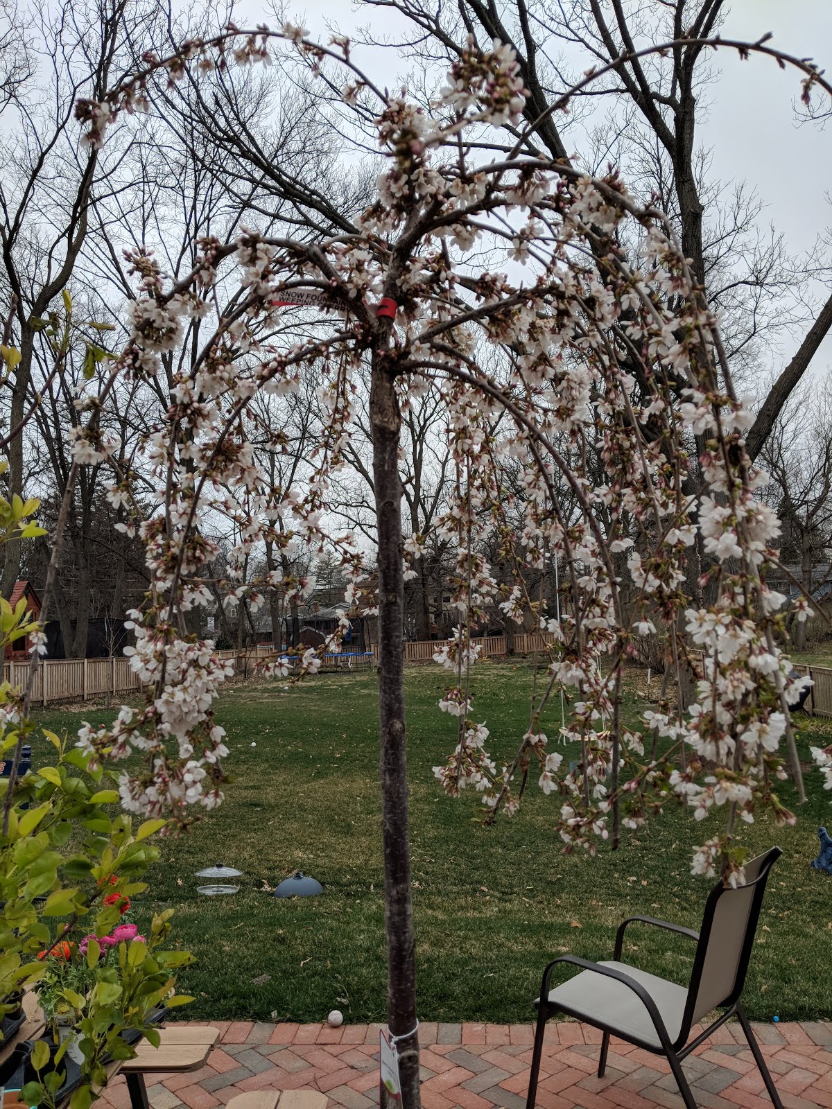 Snow Fountains Weeping Cherry - Final Earth Day 2018 Tree