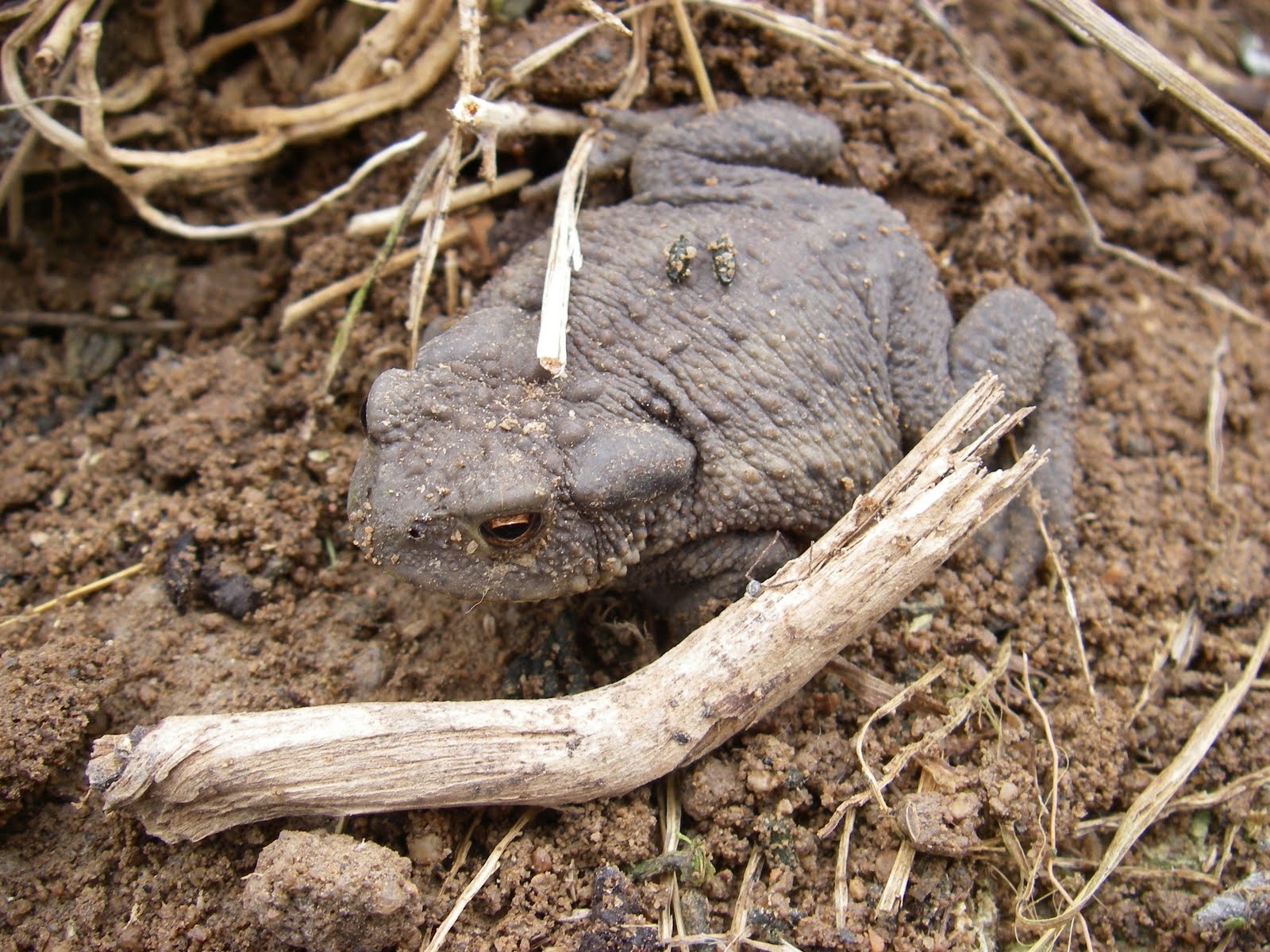 Les Jardins du Laveu: Le crapaud, ce mal aimé