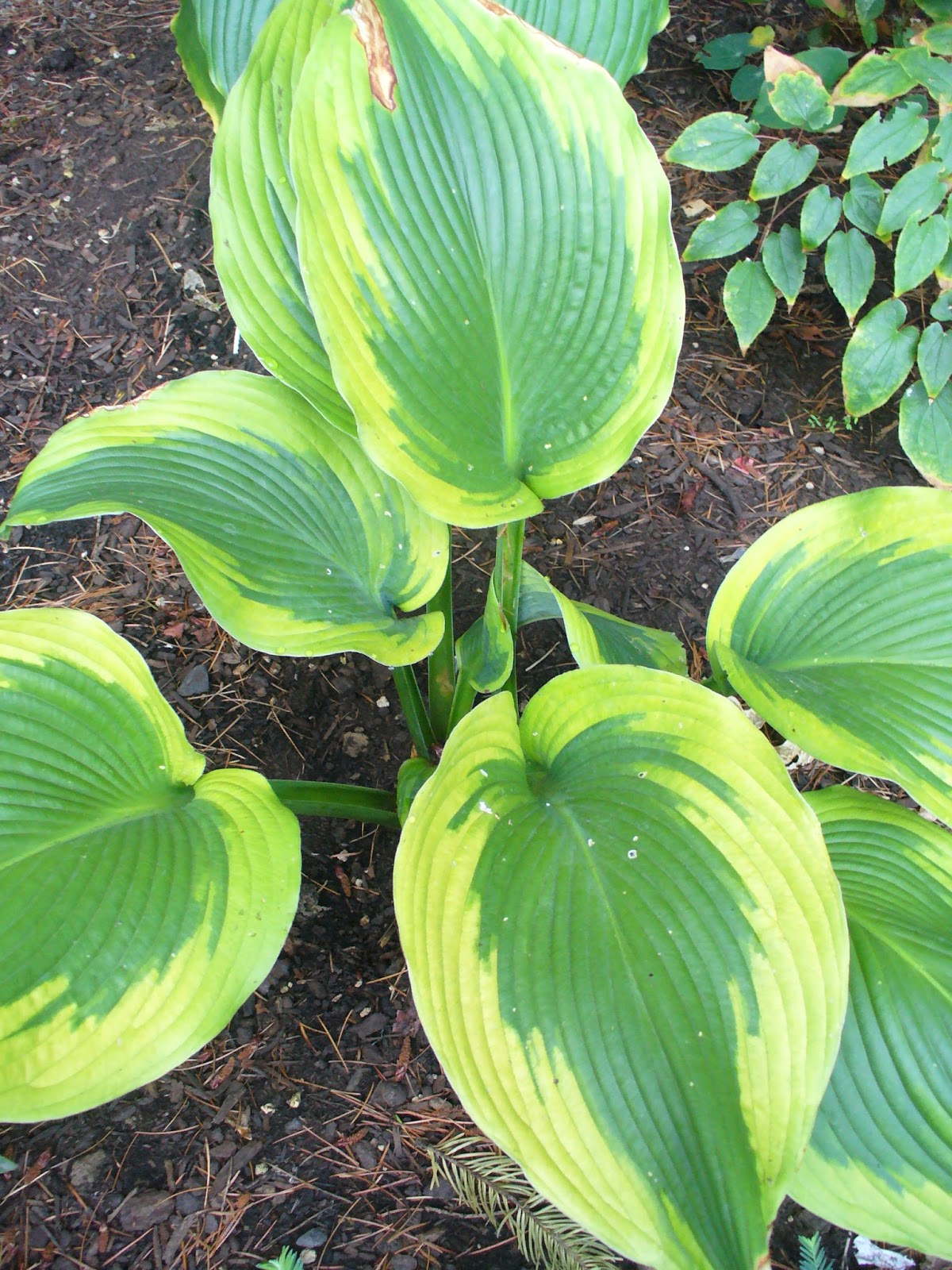 Hosta Heaven – Plant Something Oregon