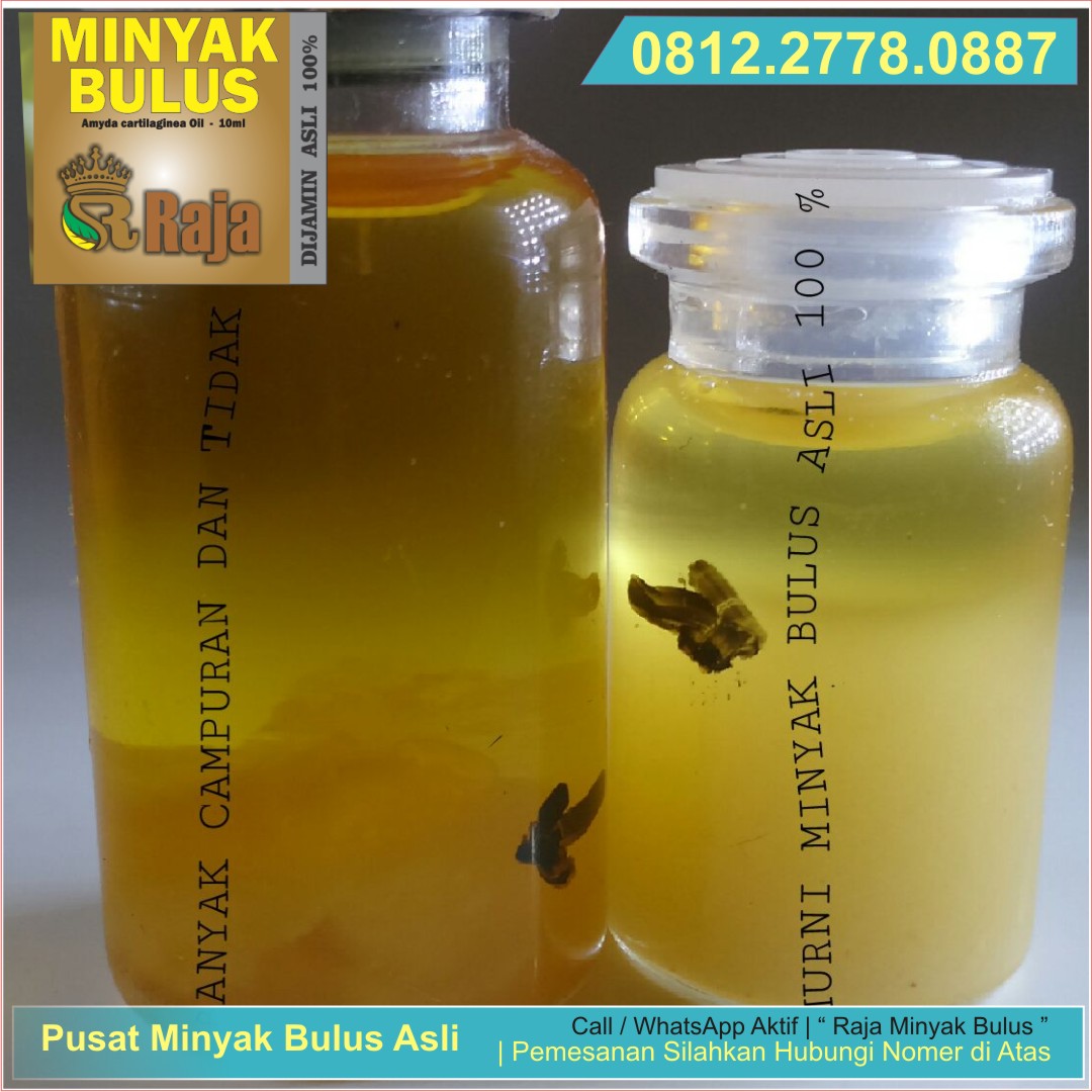 Termurah 0812.2778.0887, Distributor Minyak Bulus Putih, Distributor ...