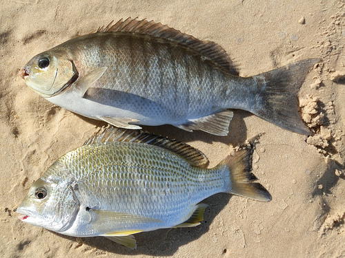 Luderick - Fishes World - HD Images & Free Photos