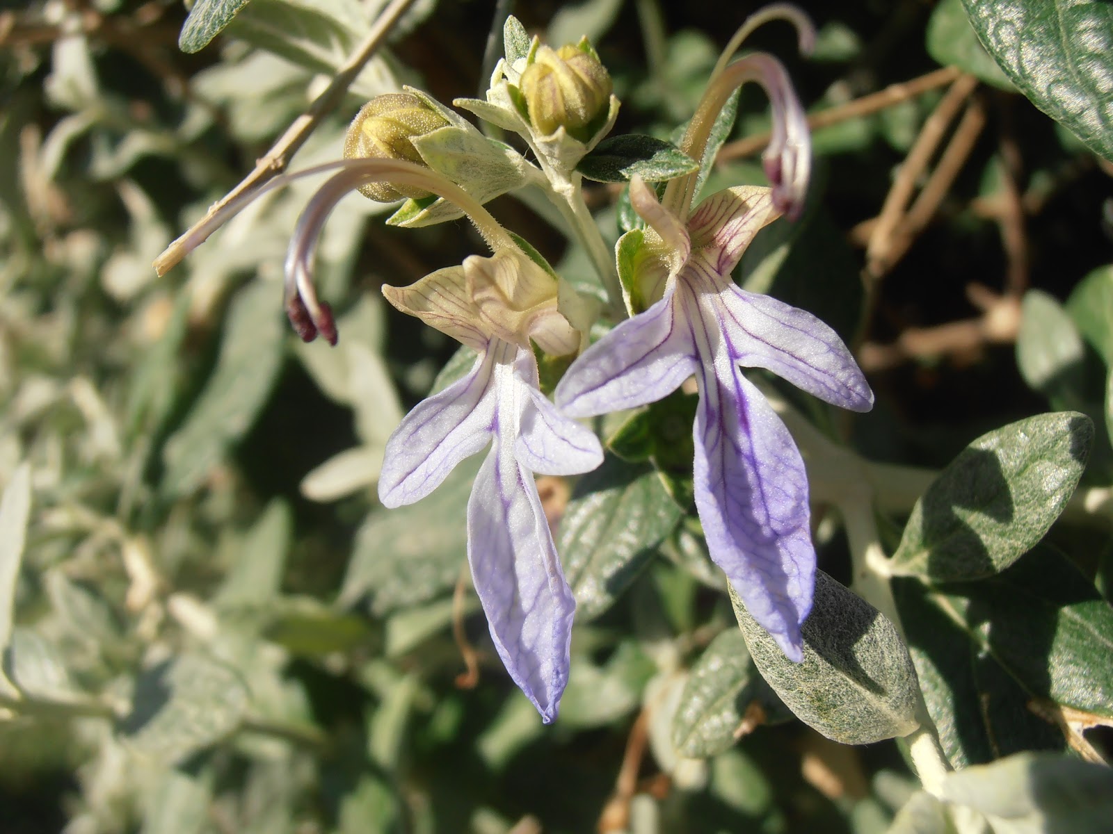 OLIVILLA: Teucrium fruticans | Plantas rioMoros