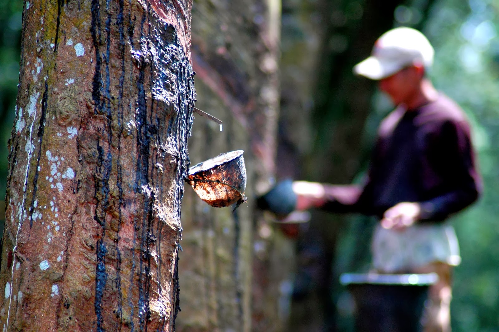 Brief History of Rubber in Indonesia - Agricultural Development in Sumatera