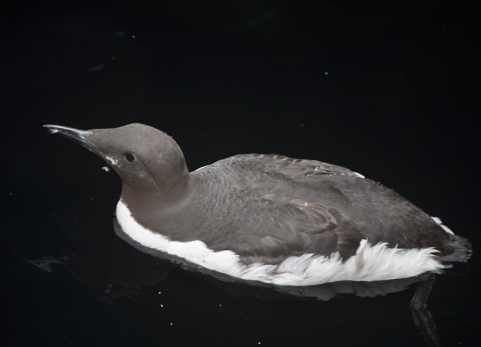 ZOOTOGRAFIANDO (6.100 ANIMALS): ARAO COMÚN / COMMON GUILLEMOT (Uria aalge)