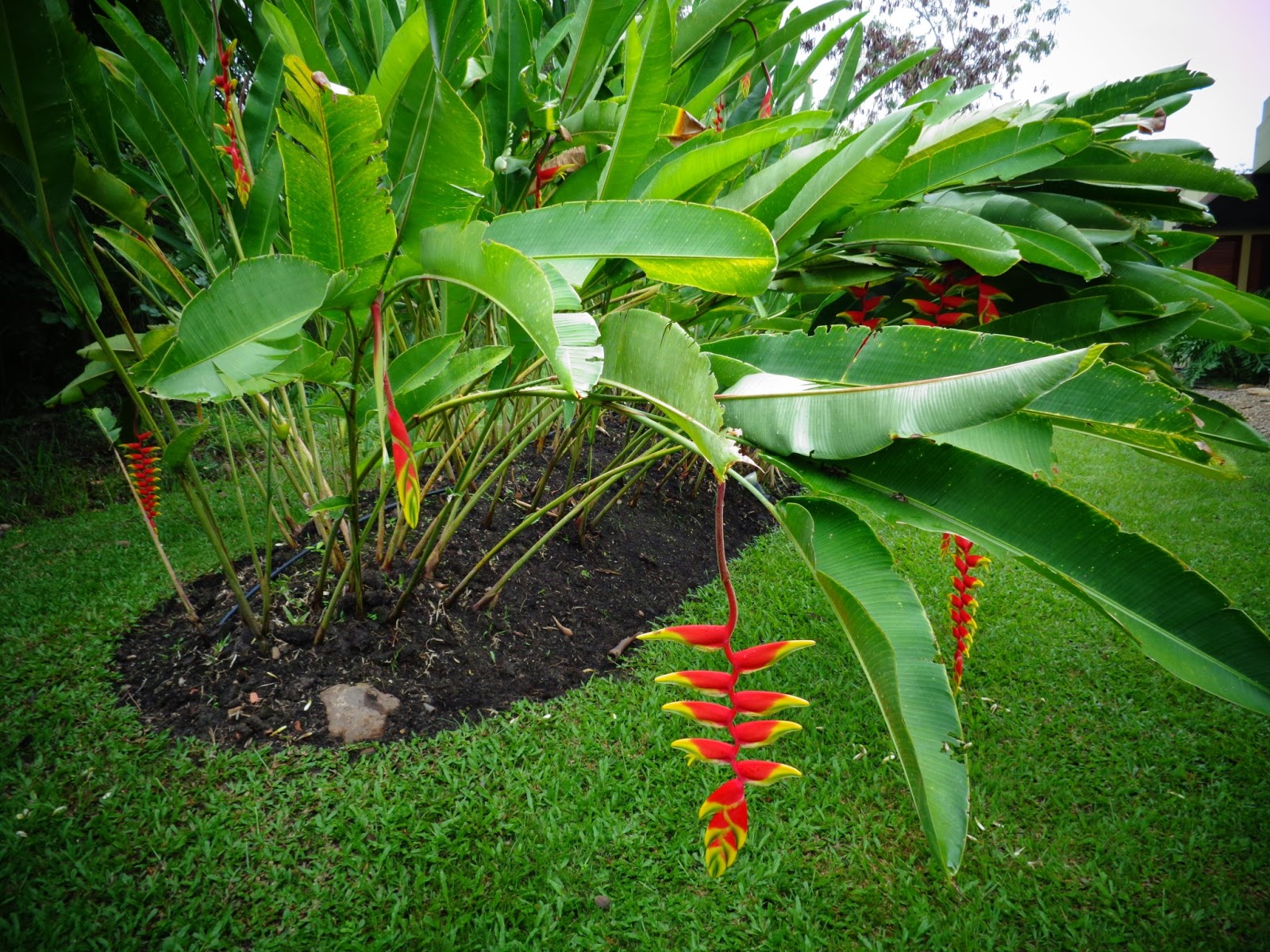 VIVERO SAN ANTONIO - APULO - CUNDINAMARCA- COLOMBIA: HELICONIAS