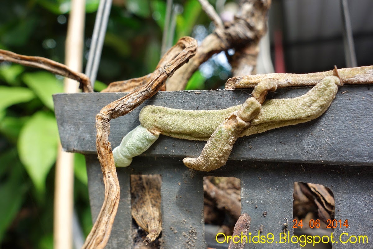 Thrips vs springtails? : r/orchids