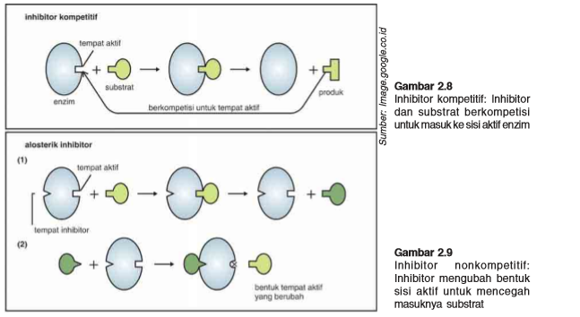 Faktor-Faktor yang Mempengaruhi Aktivitas Enzim - Our Akuntansi