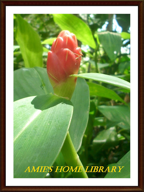 WELCOME TO AMIE'S HOME LIBRARY: Bunga Halia Hutan