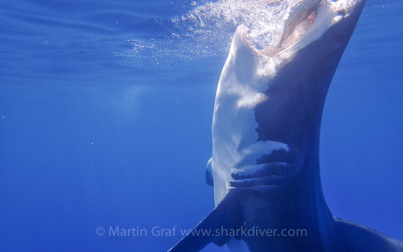30 White Sharks and a pod of Orcas - SharkDiver