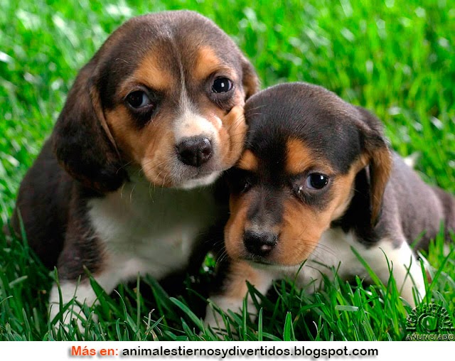 ANIMALES TIERNOS Y DIVERTIDOS: LOS ANIMALES BÉBES MÁS TIERNOS