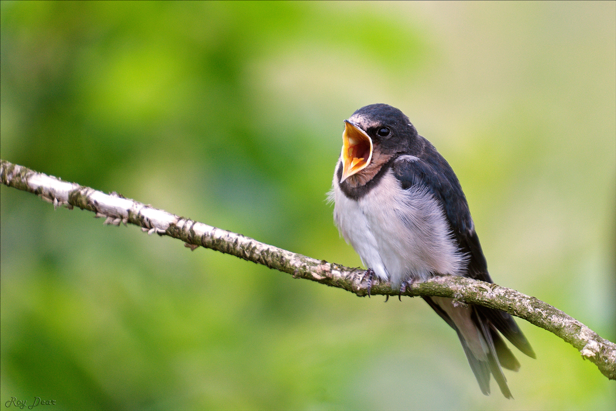 Foto's: Boerenzwaluw