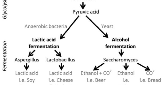 FOOD PRESERVING: THE FERMENTATION PROCESS