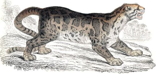 Abe's Animals: Extinct wild cats of the 21st century