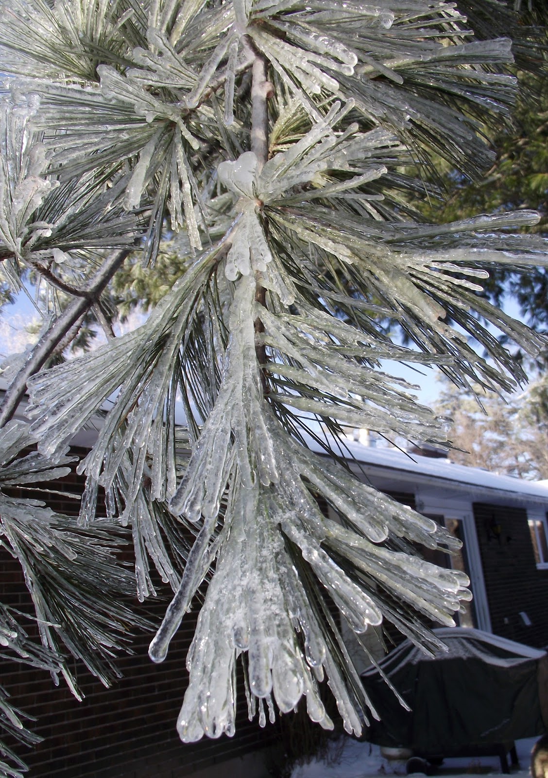 Canadian Needle Nana: Silver Thaw and a Bit of Reading