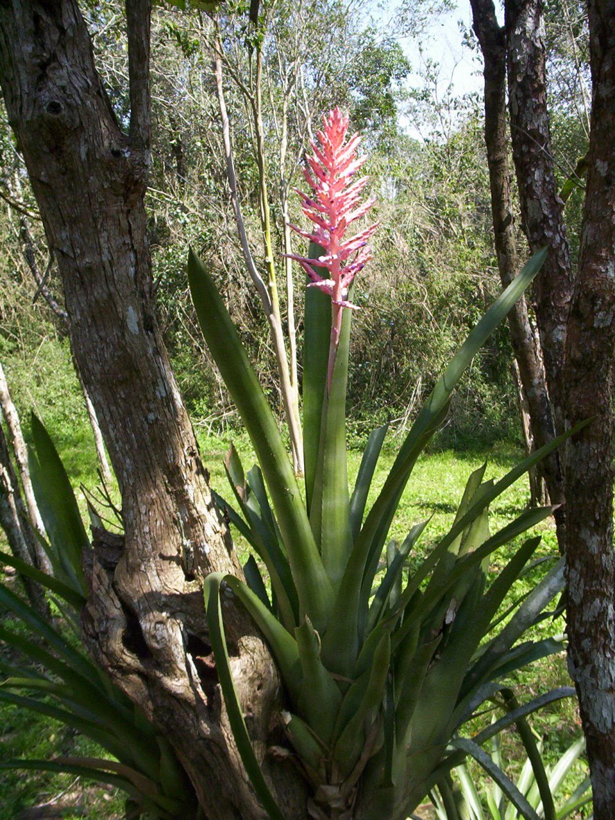 FLORA DE MISIONES Argentina: Aechmea distichantha Lem.