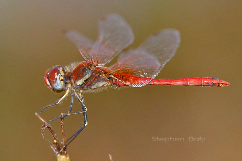 La Janda News | Focusing on Wildlife