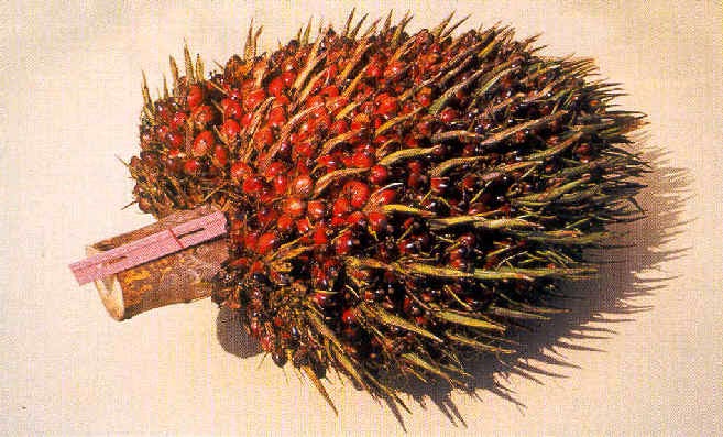 Mari Jadi Orang Baik: PENGGREDAN BUAH KELAPA SAWIT