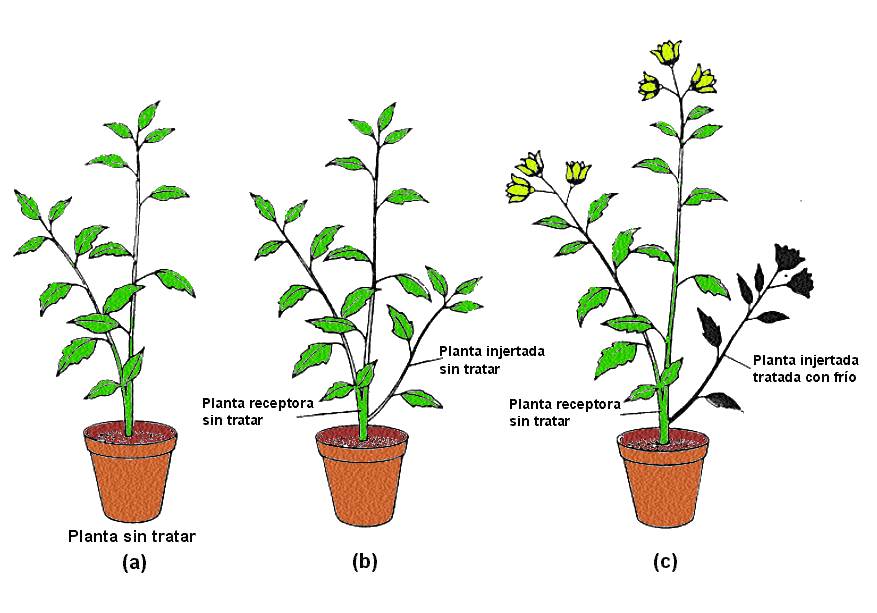 EL INJERTO: EL INJERTO