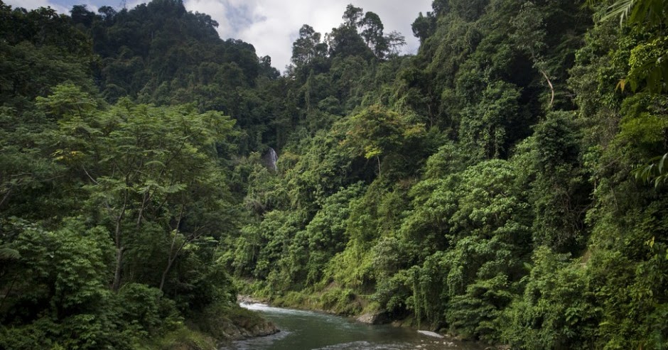 Tropical Rainforests of Sumatra - Indonesia Tourism