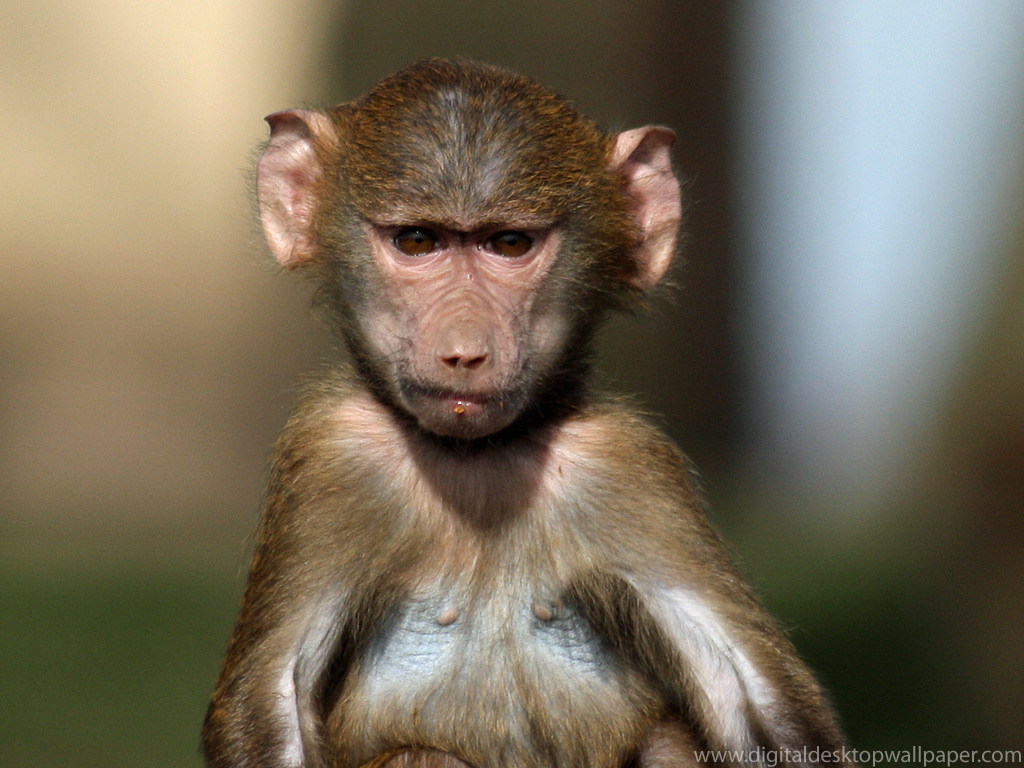 Animals Pictures, Baby Baboon, Baboon Adoptions
