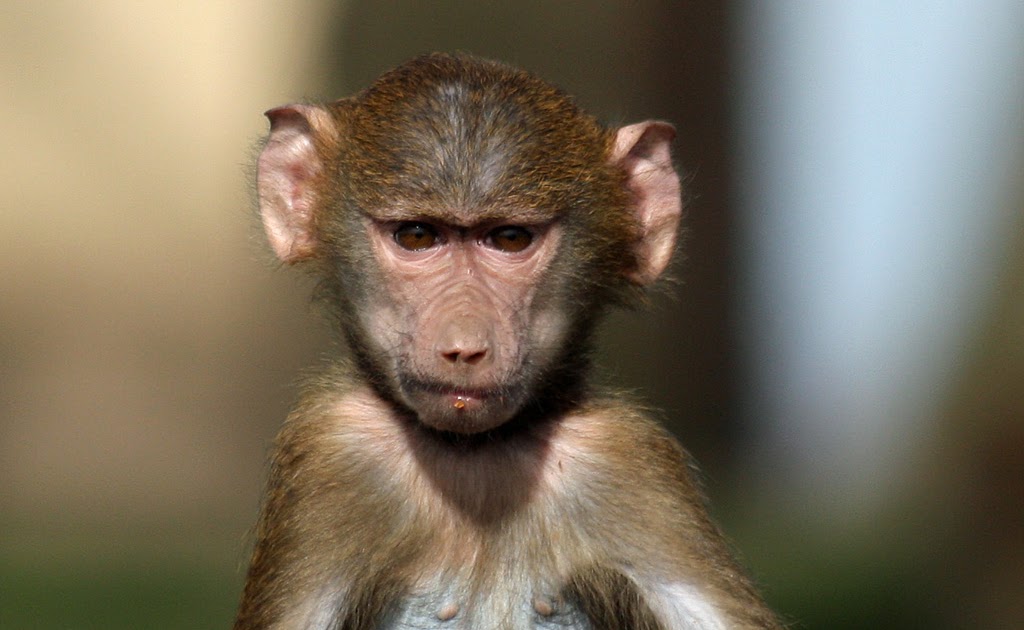 Animals Pictures, Baby Baboon, Baboon Adoptions