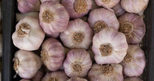 normal white garlic supplier ontario