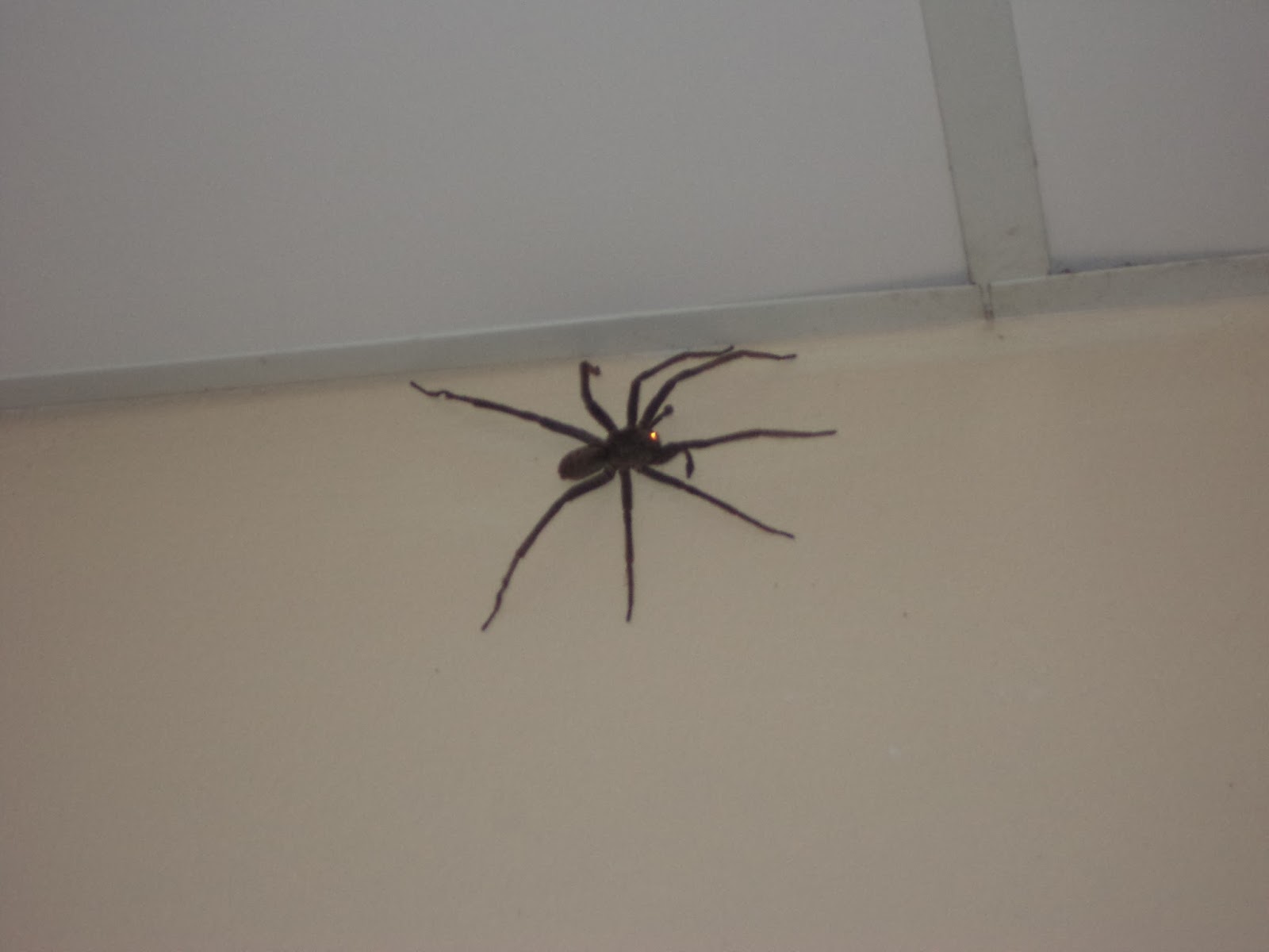 Panama Prattle: Wandering Spider: The Final Answer