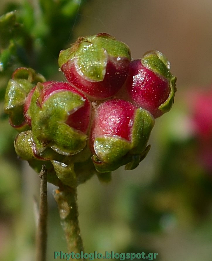 Poterium spinosum , L. | Ελληνική Φύση - Βοτανολογία